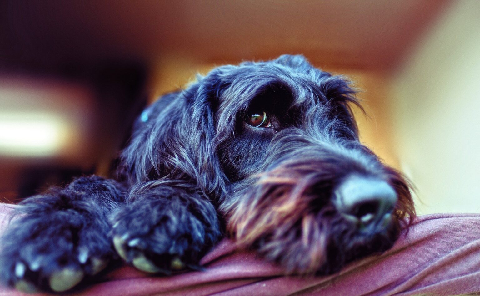 Razas de Perros | Características, Cuidados y Curiosidades..